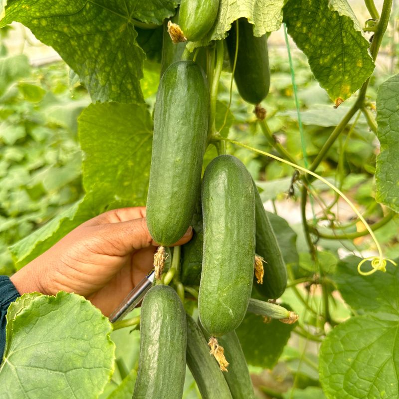 Baby Green 061 F1 Hybrid Cucumber Seeds (500seeds) - Shop Farm Supplies